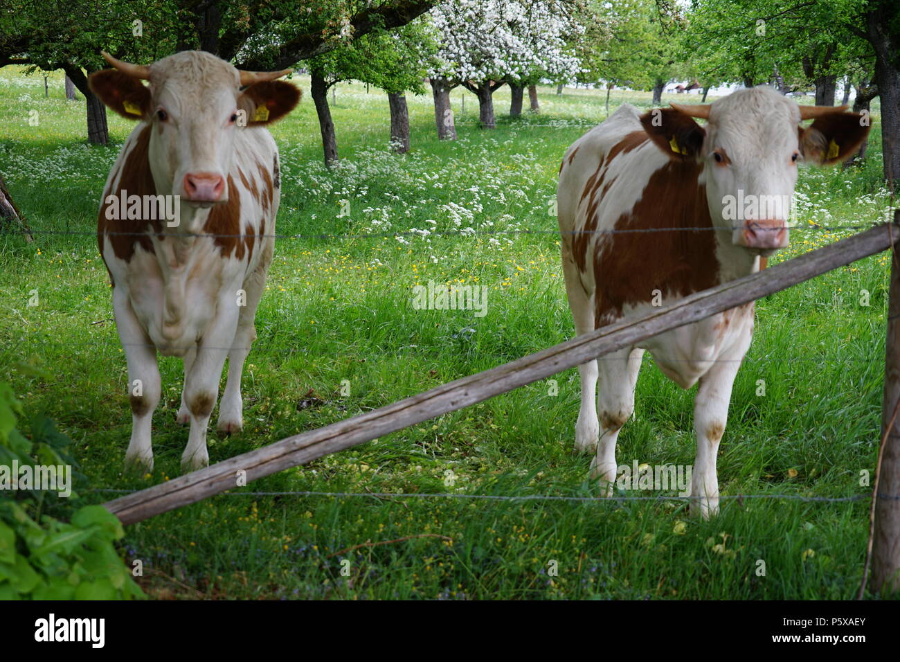 Junge stiere -Fotos und -Bildmaterial in hoher Auflösung – Alamy