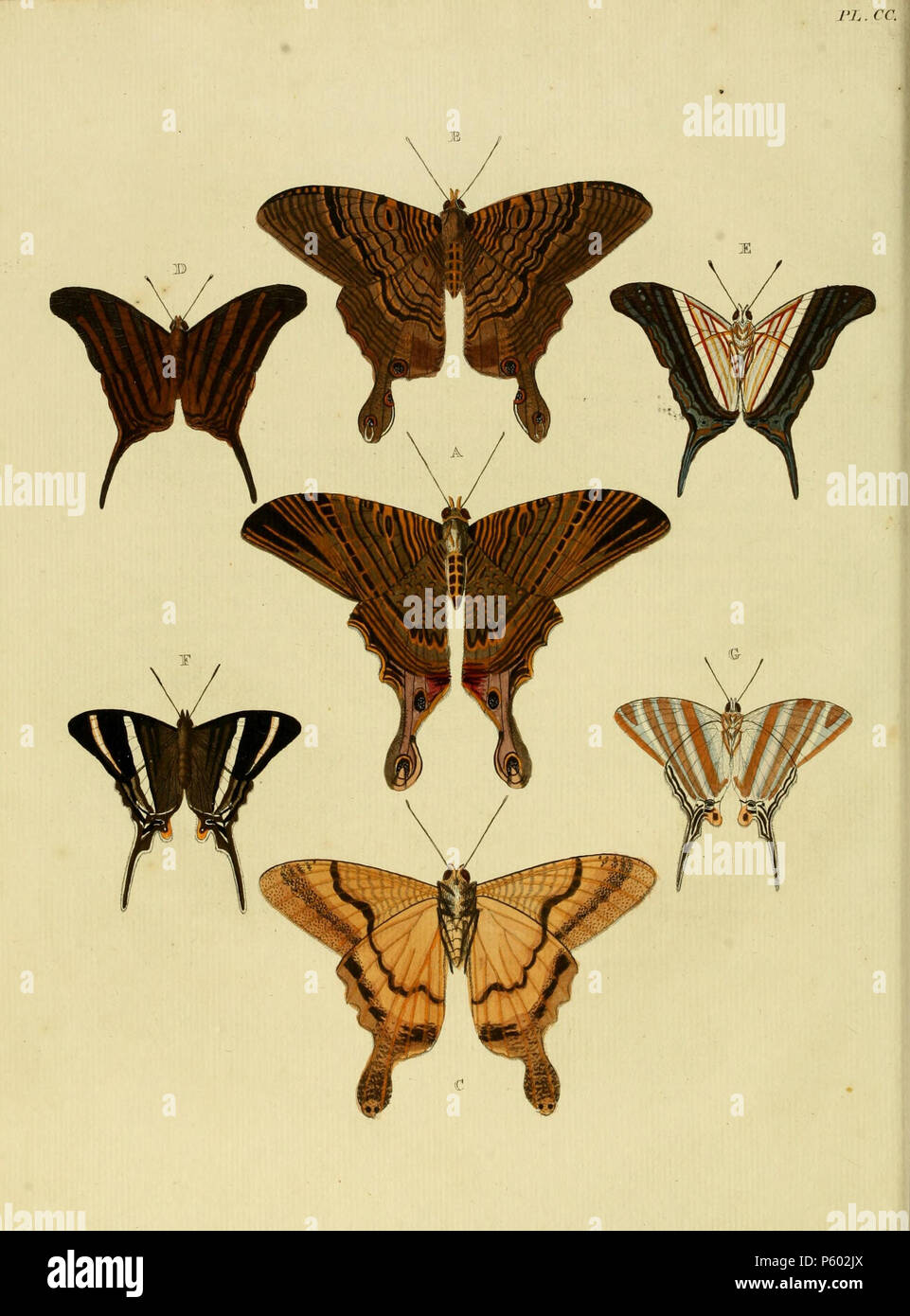 N/A. Platte CC A (), B, C (): "lunus (Phalaena)' (=Nothus lunus ...