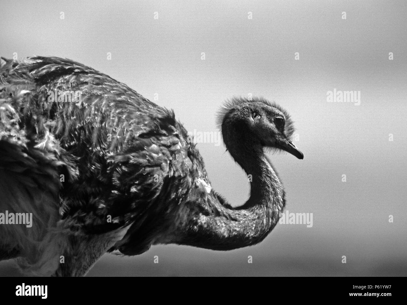 Rhea rhea patagonia chile torres del paine vogel Schwarzweiß-Stockfotos ...