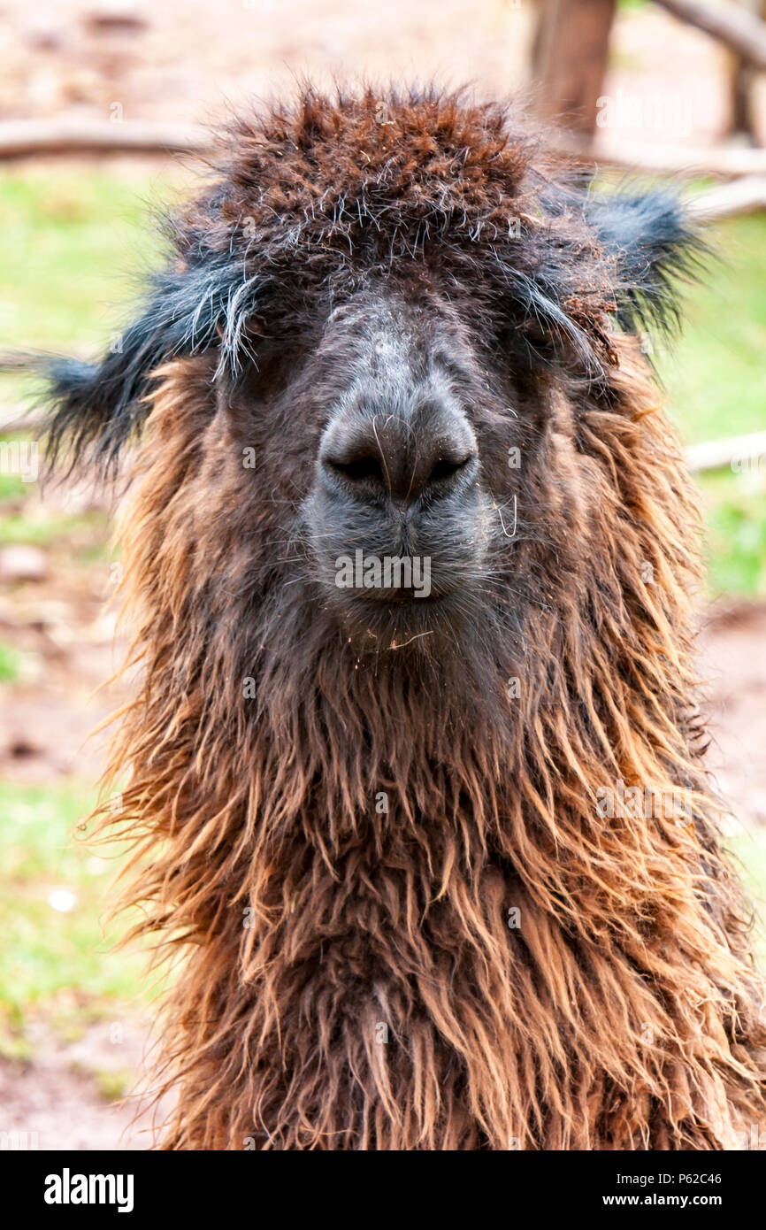 Peru alpaca wool children -Fotos und -Bildmaterial in hoher Auflösung ...