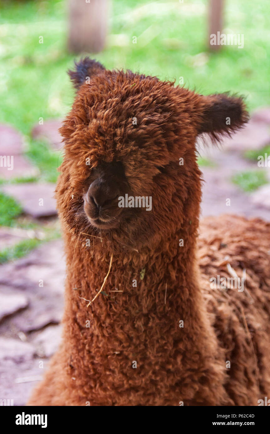 Peru alpaca wool children -Fotos und -Bildmaterial in hoher Auflösung ...