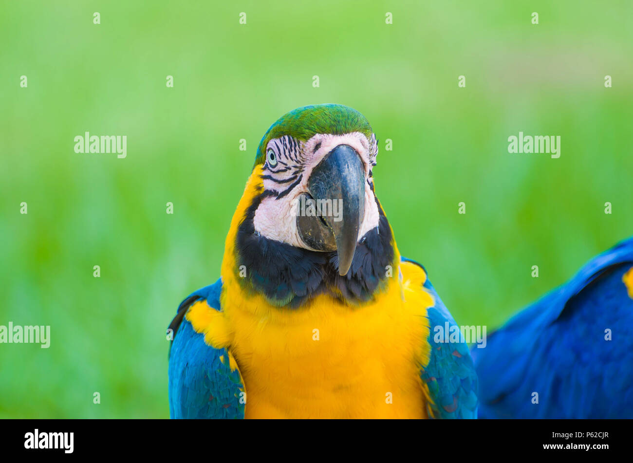 Blaue Arara Stockfotos und -bilder Kaufen - Alamy