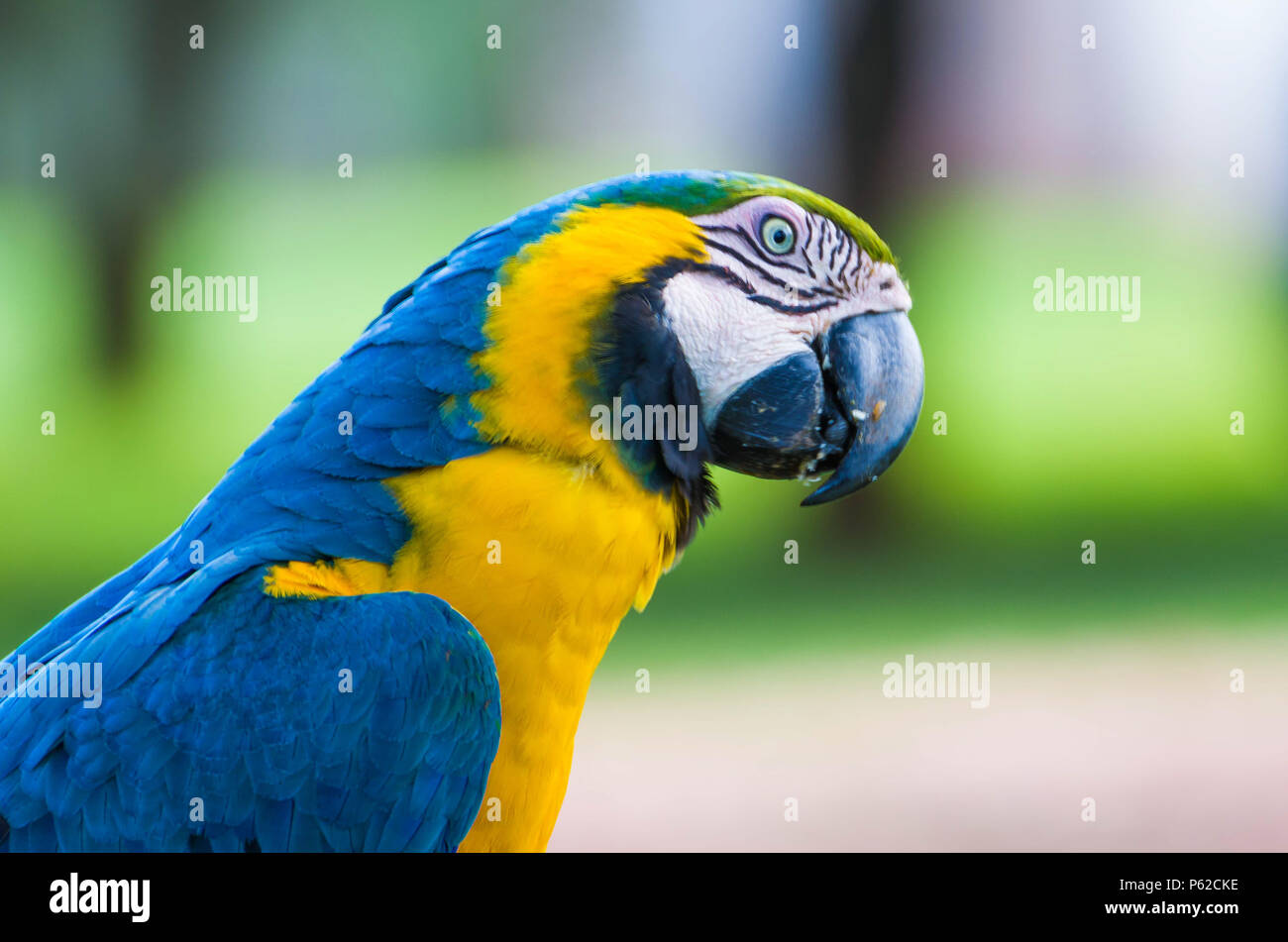 Blaue Arara Stockfotos und -bilder Kaufen - Alamy