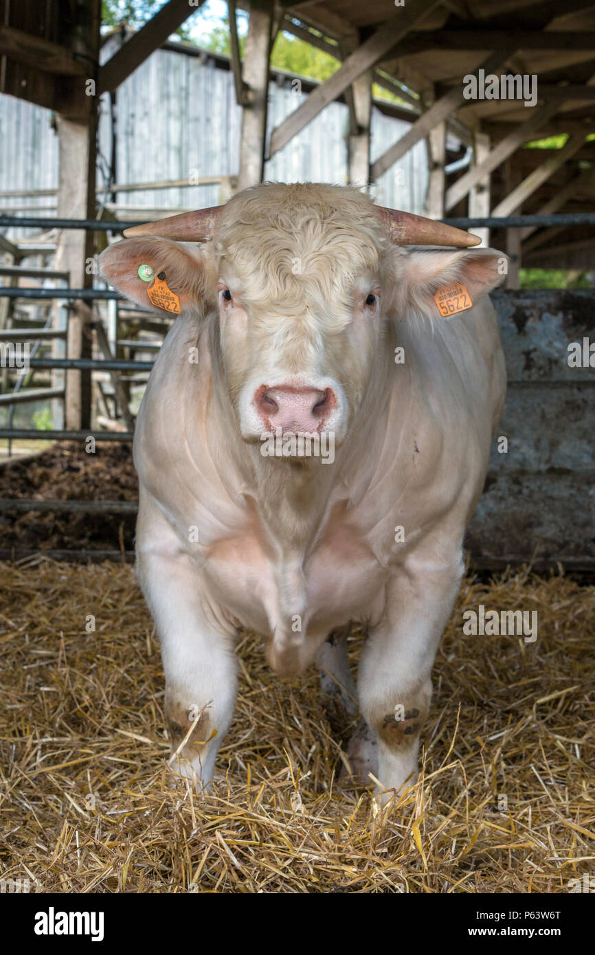 Vorderansicht eines großen mit Charolais Rind Kuh mit Ohrmarken im Heu ...