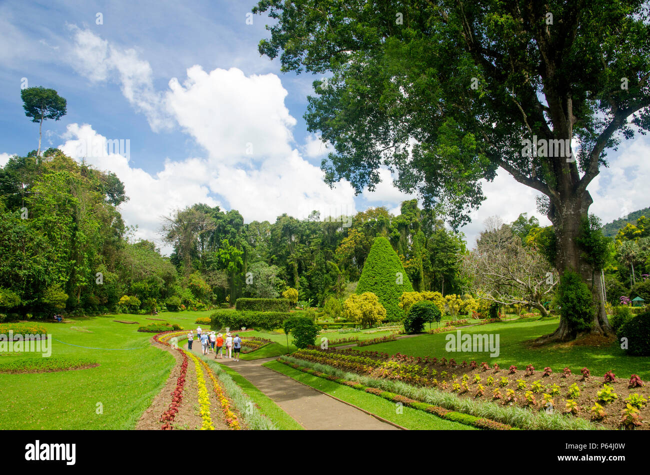 Peradeniya botanical garden -Fotos und -Bildmaterial in hoher Auflösung ...