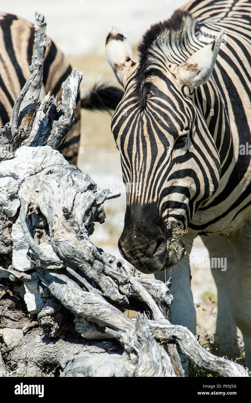 Dead zebra -Fotos und -Bildmaterial in hoher Auflösung – Alamy