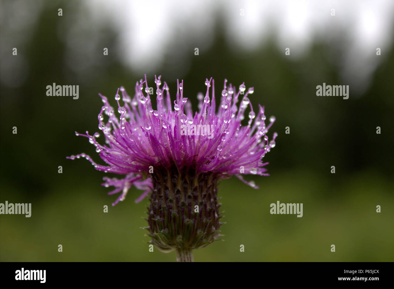 Gute regenzeit -Fotos und -Bildmaterial in hoher Auflösung – Alamy