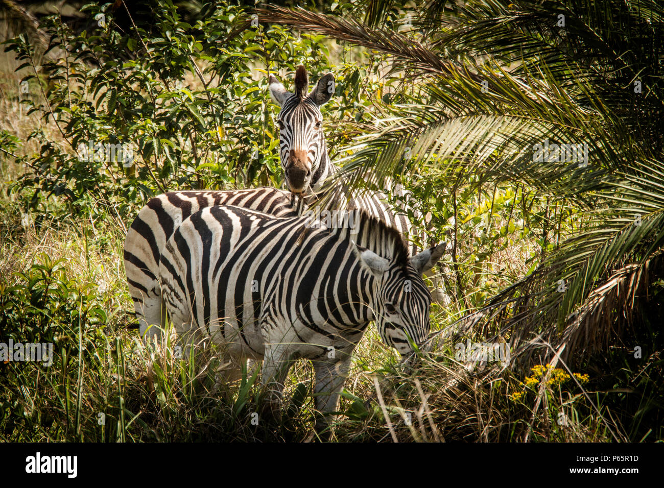 Buchells zebra -Fotos und -Bildmaterial in hoher Auflösung – Alamy