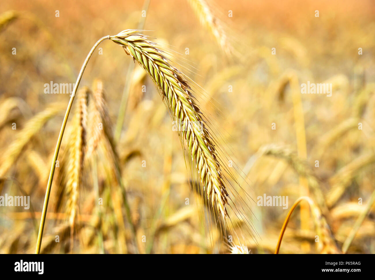 Weizen roggen -Fotos und -Bildmaterial in hoher Auflösung – Alamy