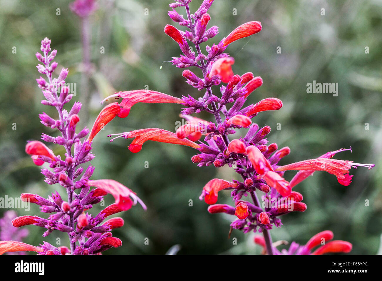 Agastache rupestris -Fotos und -Bildmaterial in hoher Auflösung – Alamy