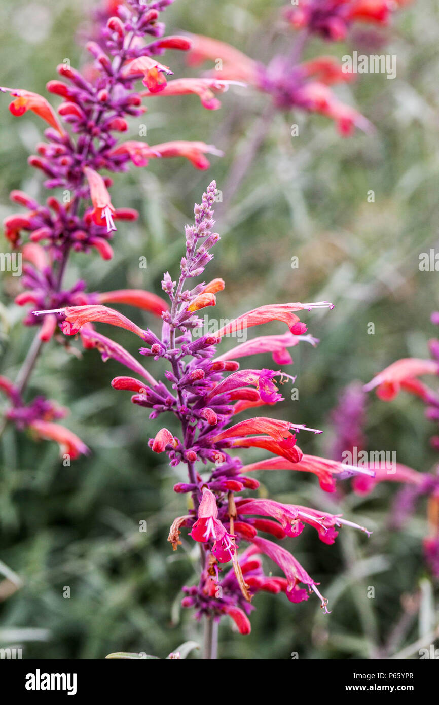 Agastache rupestris -Fotos und -Bildmaterial in hoher Auflösung – Alamy