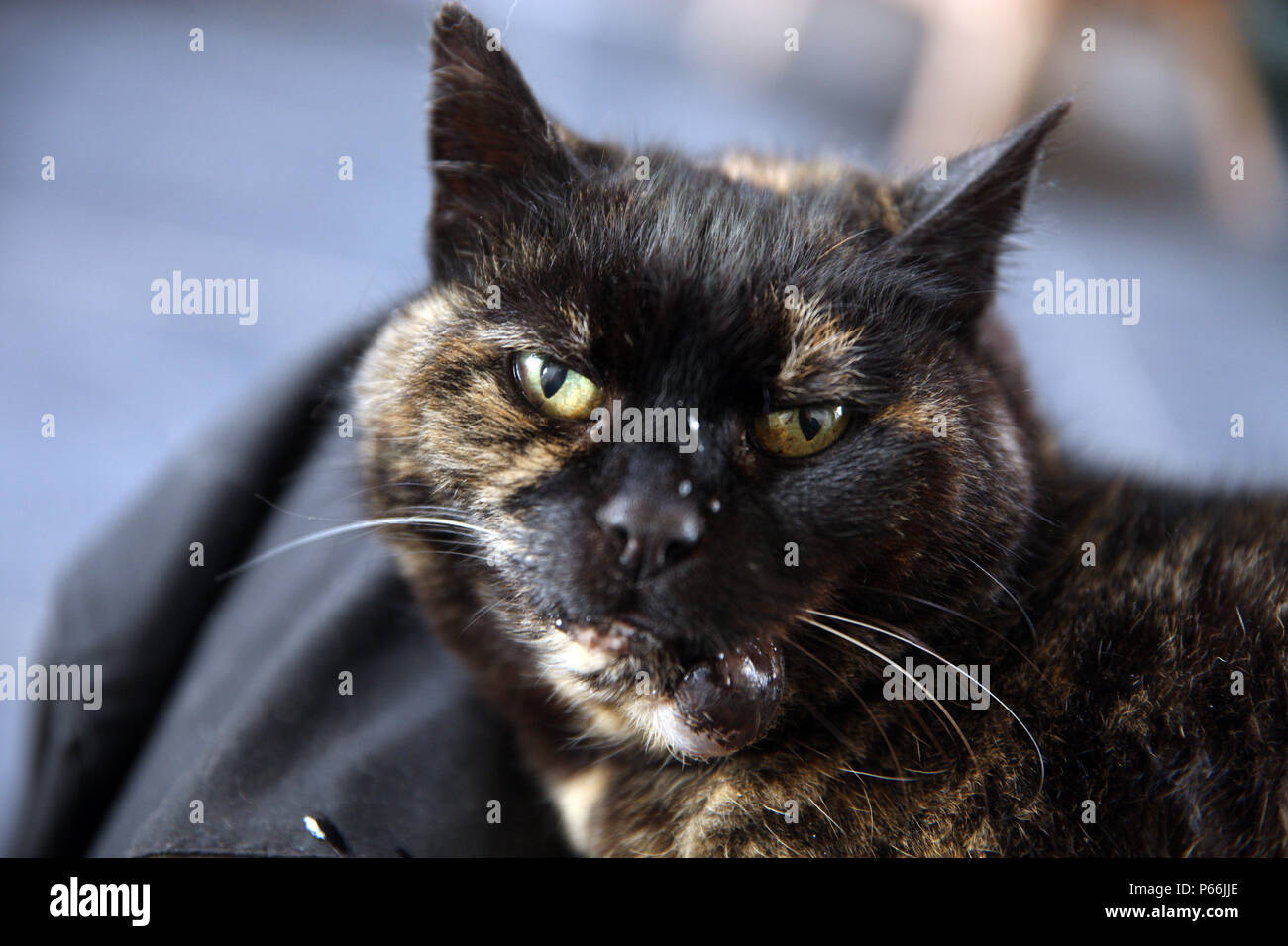 Katze mit einem abszess -Fotos und -Bildmaterial in hoher Auflösung – Alamy