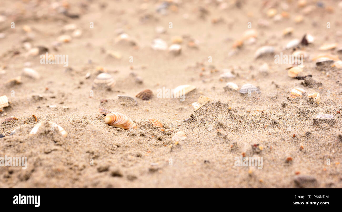 Shells pattern texture -Fotos und -Bildmaterial in hoher Auflösung – Alamy