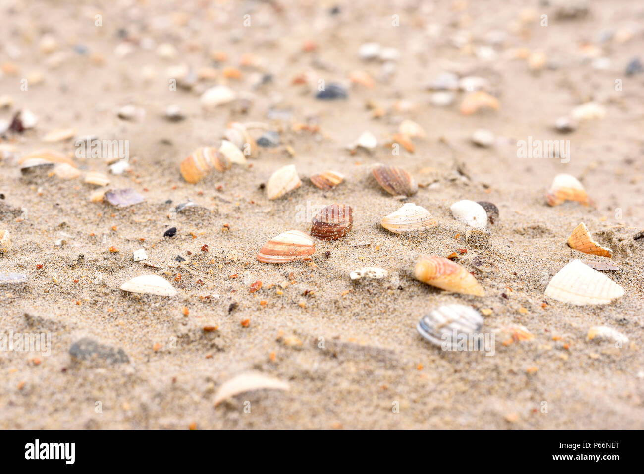 Shells pattern texture -Fotos und -Bildmaterial in hoher Auflösung – Alamy
