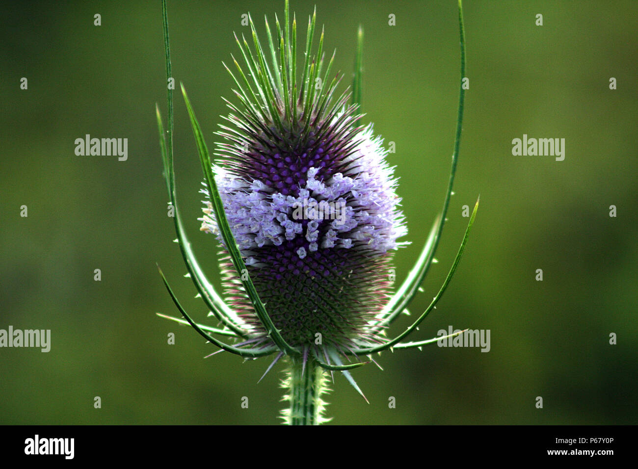 Dispacus fullonum -Fotos und -Bildmaterial in hoher Auflösung – Alamy