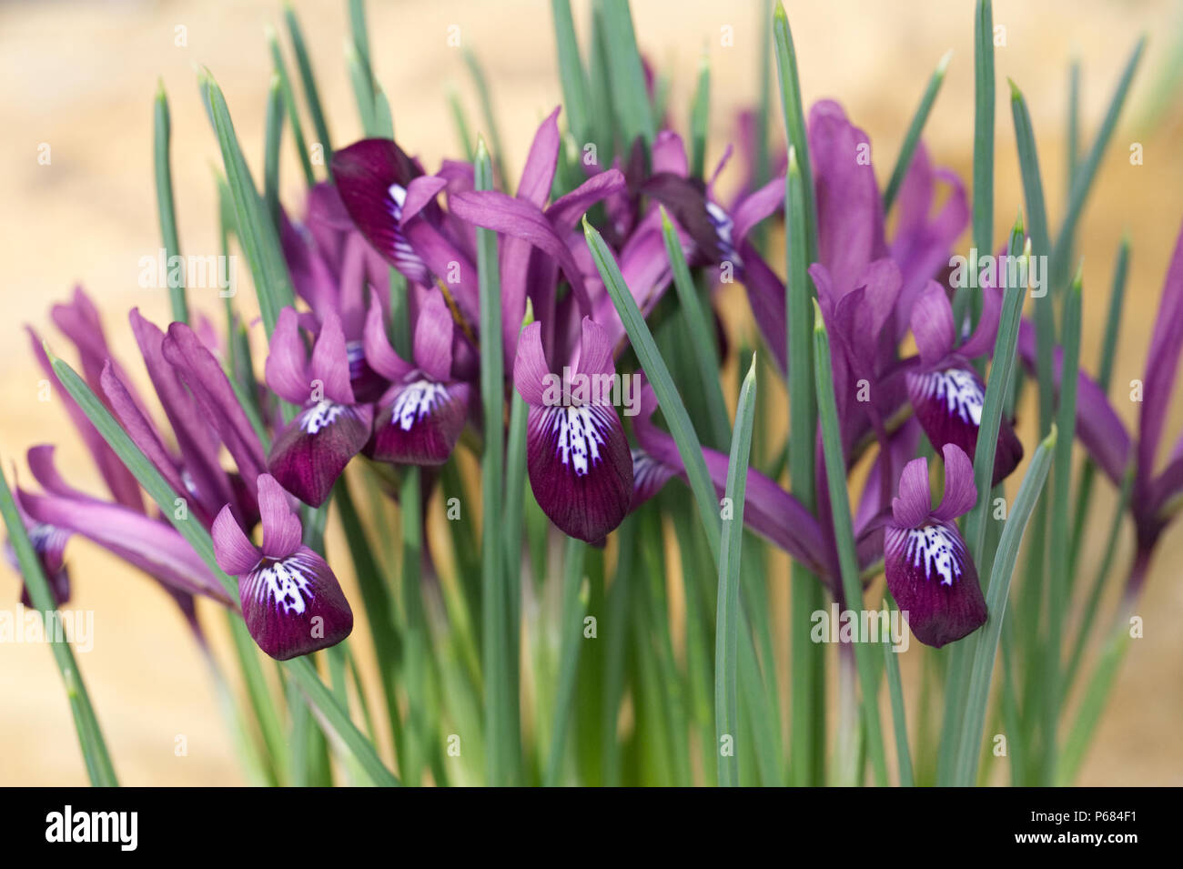Lila pflanzen uk -Fotos und -Bildmaterial in hoher Auflösung – Alamy