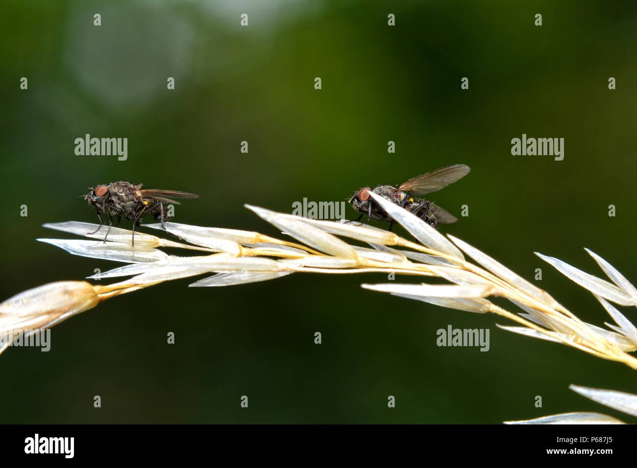 Zwei Fliegen sitzt auf Werk in grüner Natur Stockfotografie - Alamy