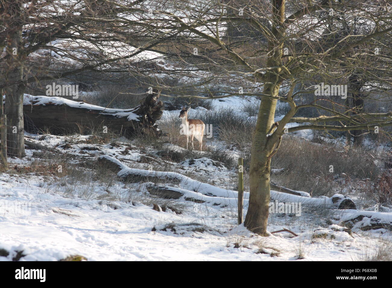 Damhirsch dama winter -Fotos und -Bildmaterial in hoher Auflösung – Alamy