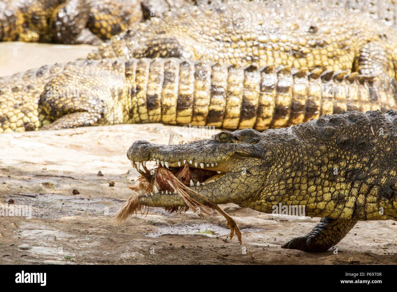 Crocodile Bird Stockfotos und -bilder Kaufen - Alamy
