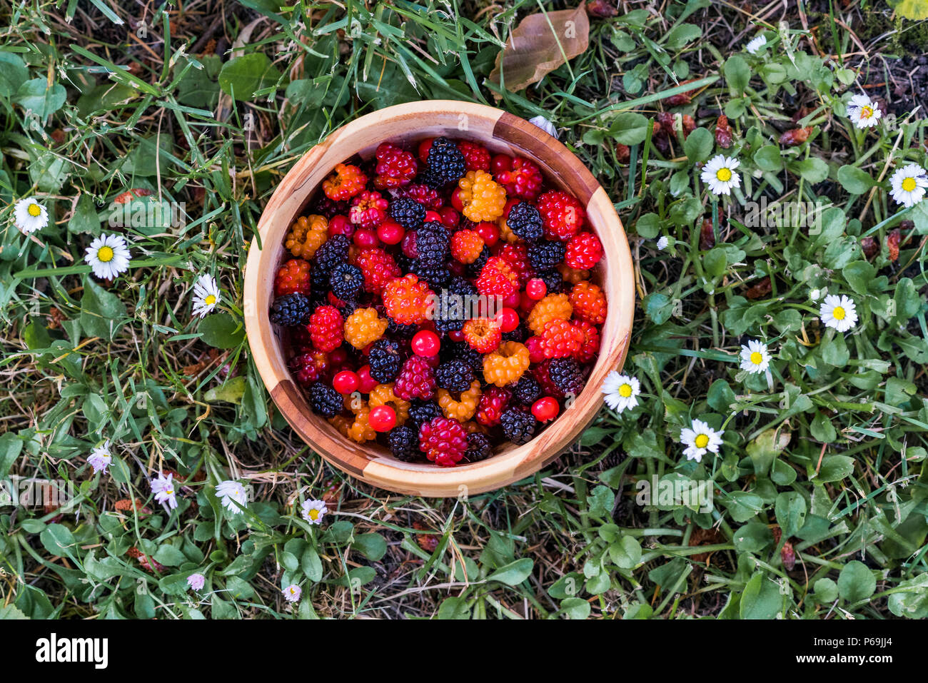 Wilde beeren -Fotos und -Bildmaterial in hoher Auflösung – Alamy