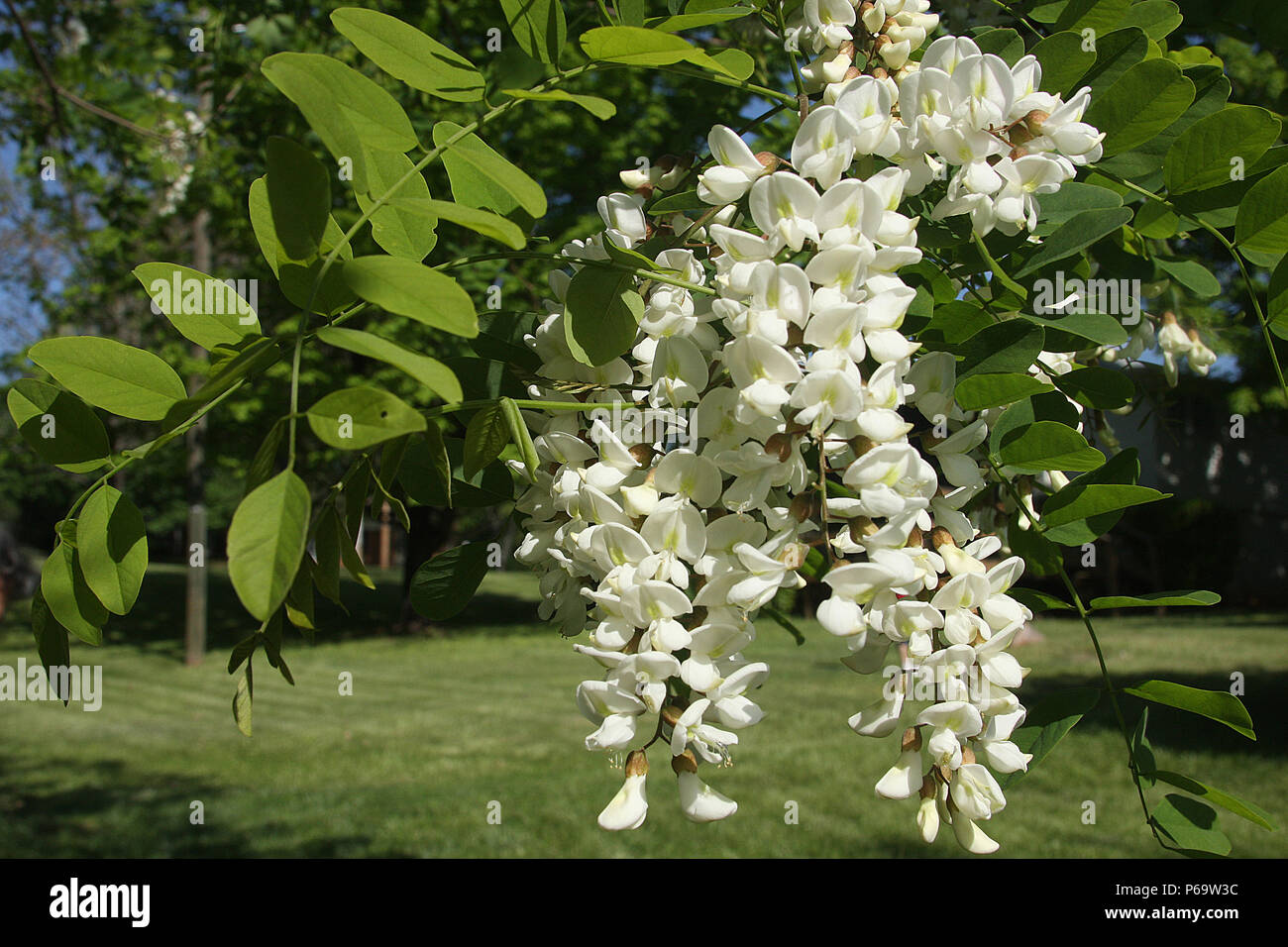 Robinie pseudoacacia baum -Fotos und -Bildmaterial in hoher Auflösung ...