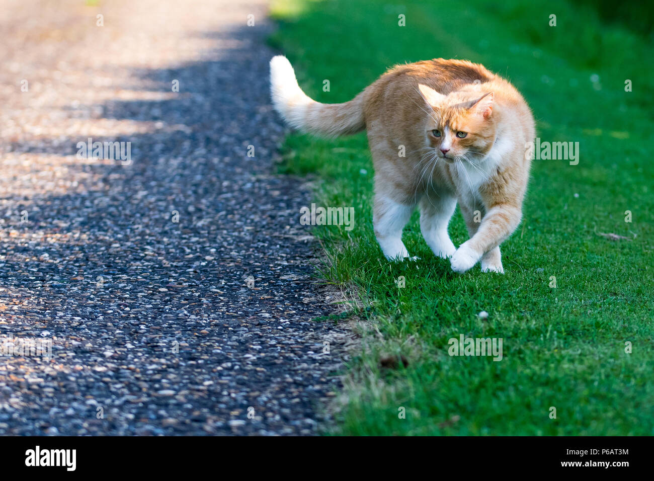 Raised hackles -Fotos und -Bildmaterial in hoher Auflösung – Alamy