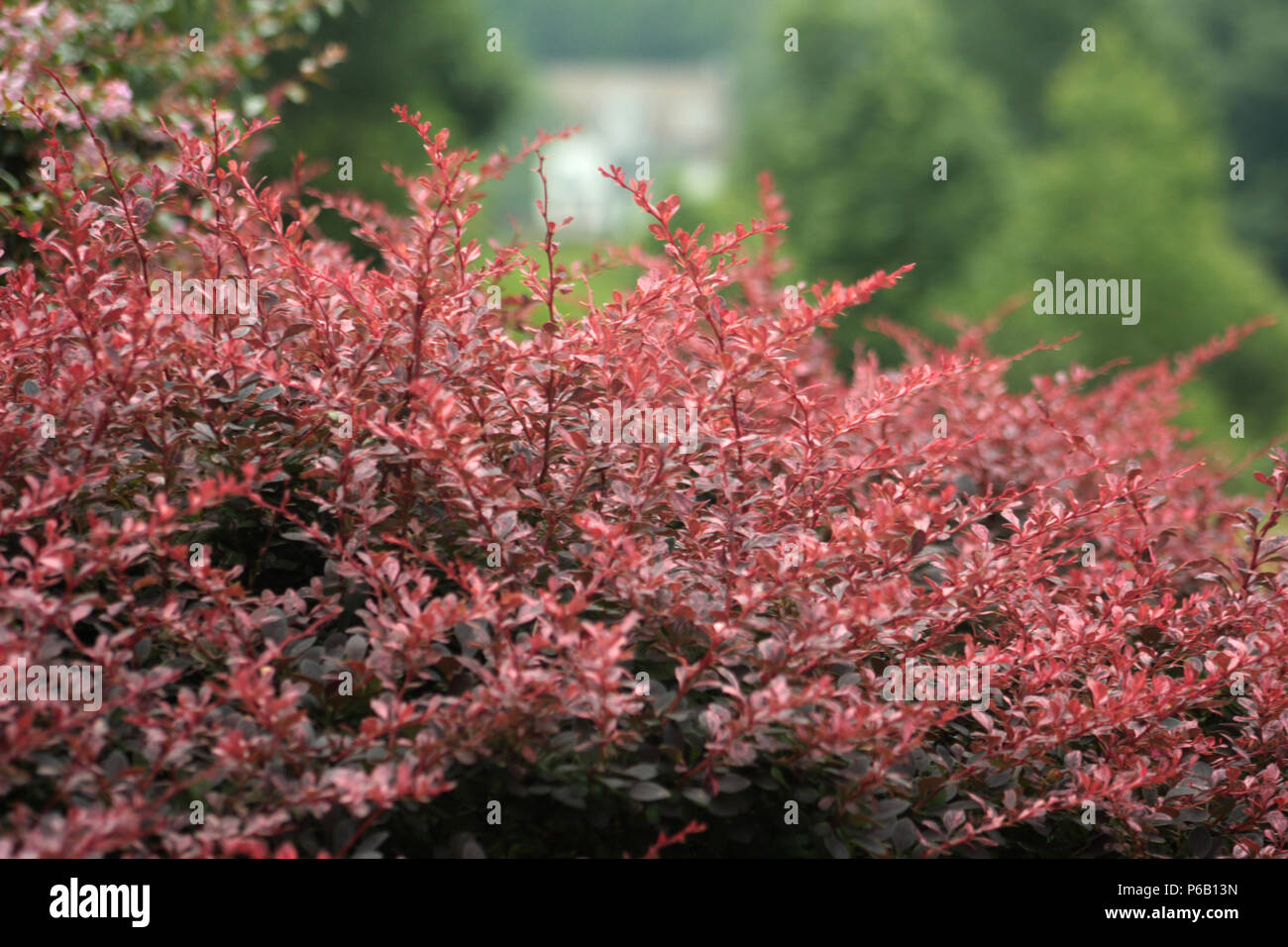 Blumen zier berberitze -Fotos und -Bildmaterial in hoher Auflösung – Alamy