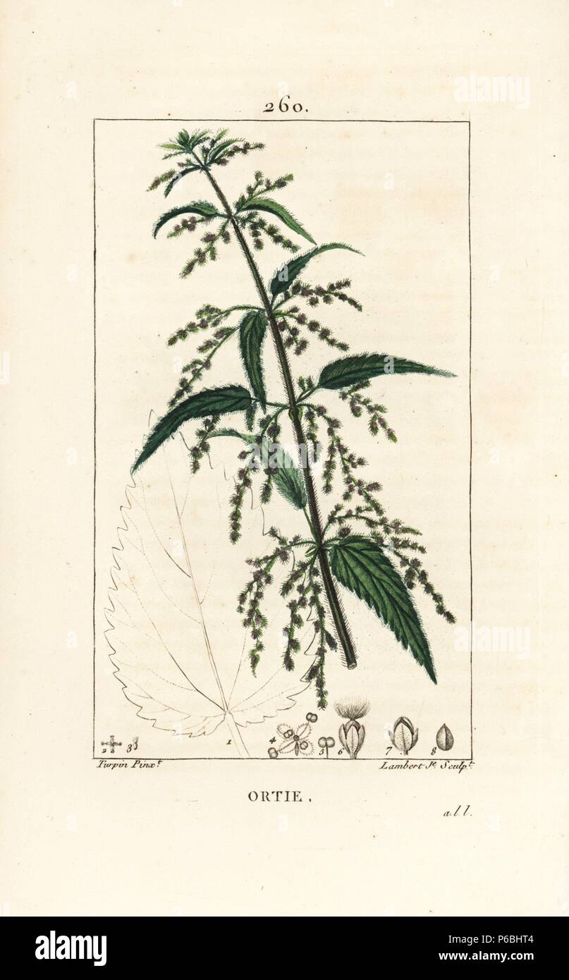 Botanische Zeichnung Von Brennnessel Stockfotos und -bilder Kaufen - Alamy