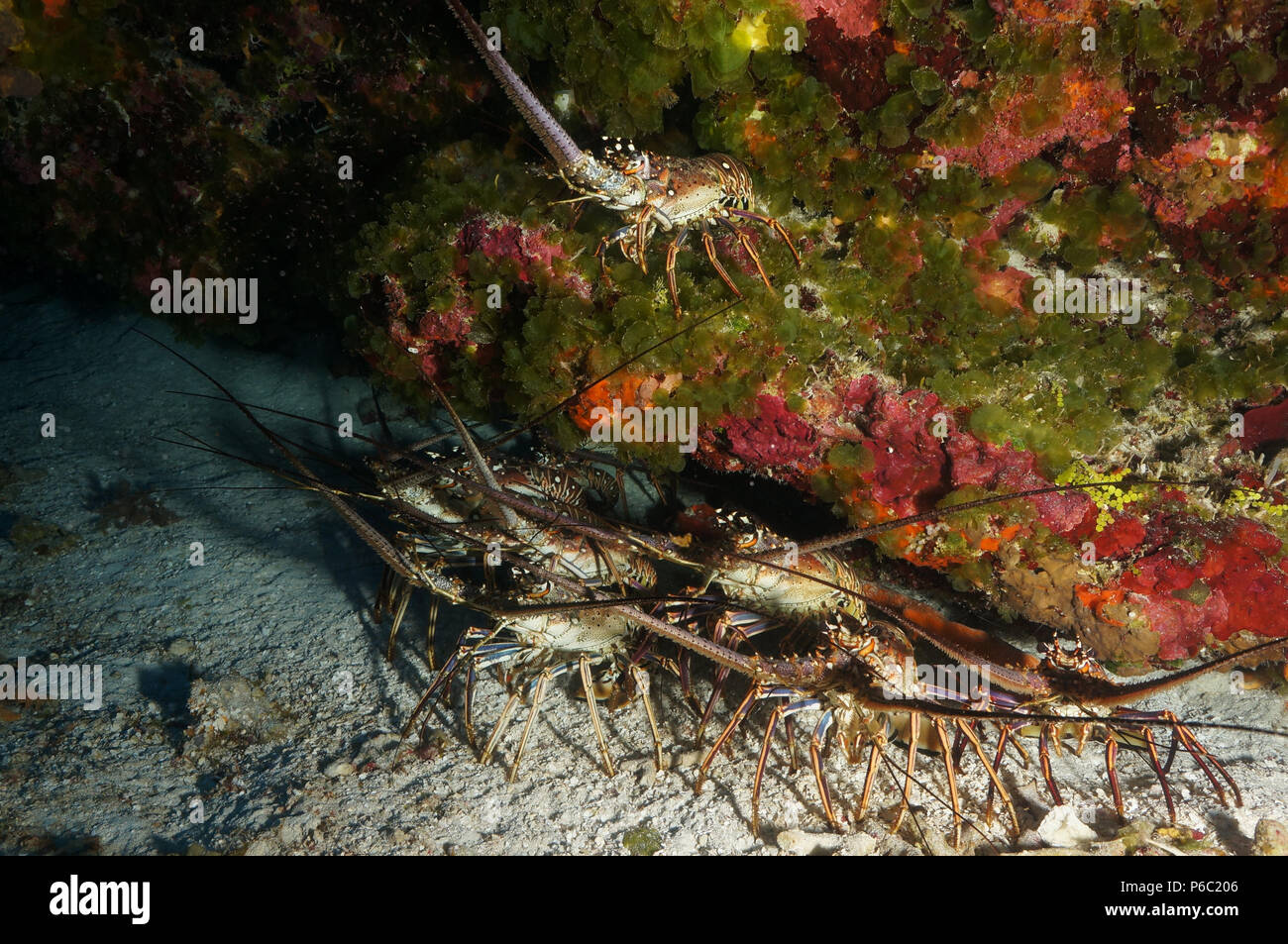 Caribbean spiny lobster underwater marine -Fotos und -Bildmaterial in ...