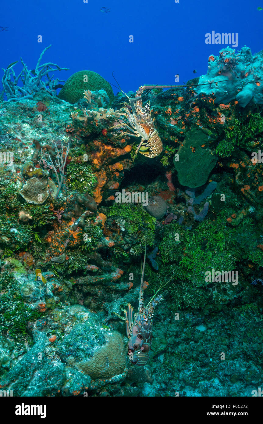 Caribbean spiny lobster underwater marine -Fotos und -Bildmaterial in ...