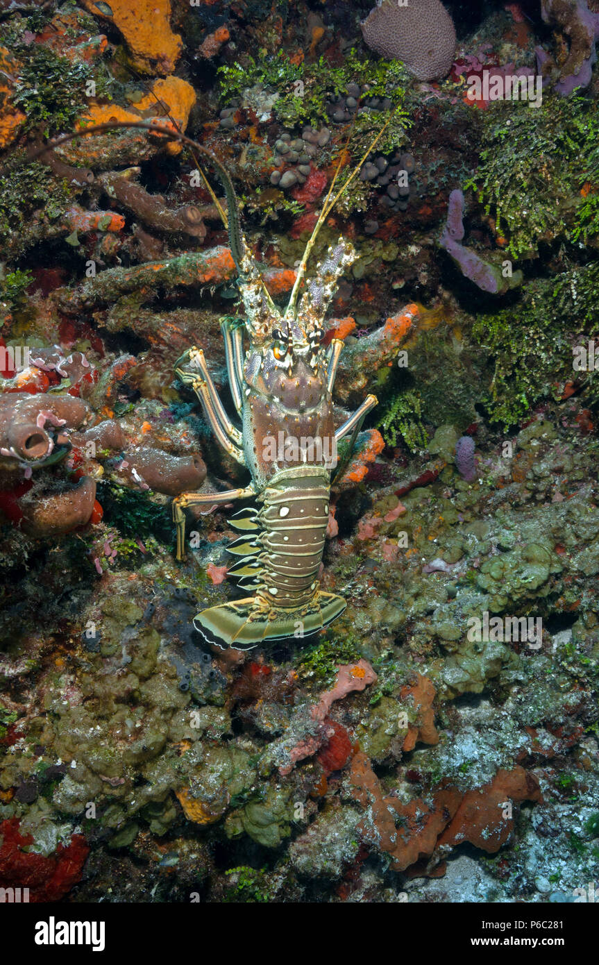 Caribbean spiny lobster underwater marine -Fotos und -Bildmaterial in ...