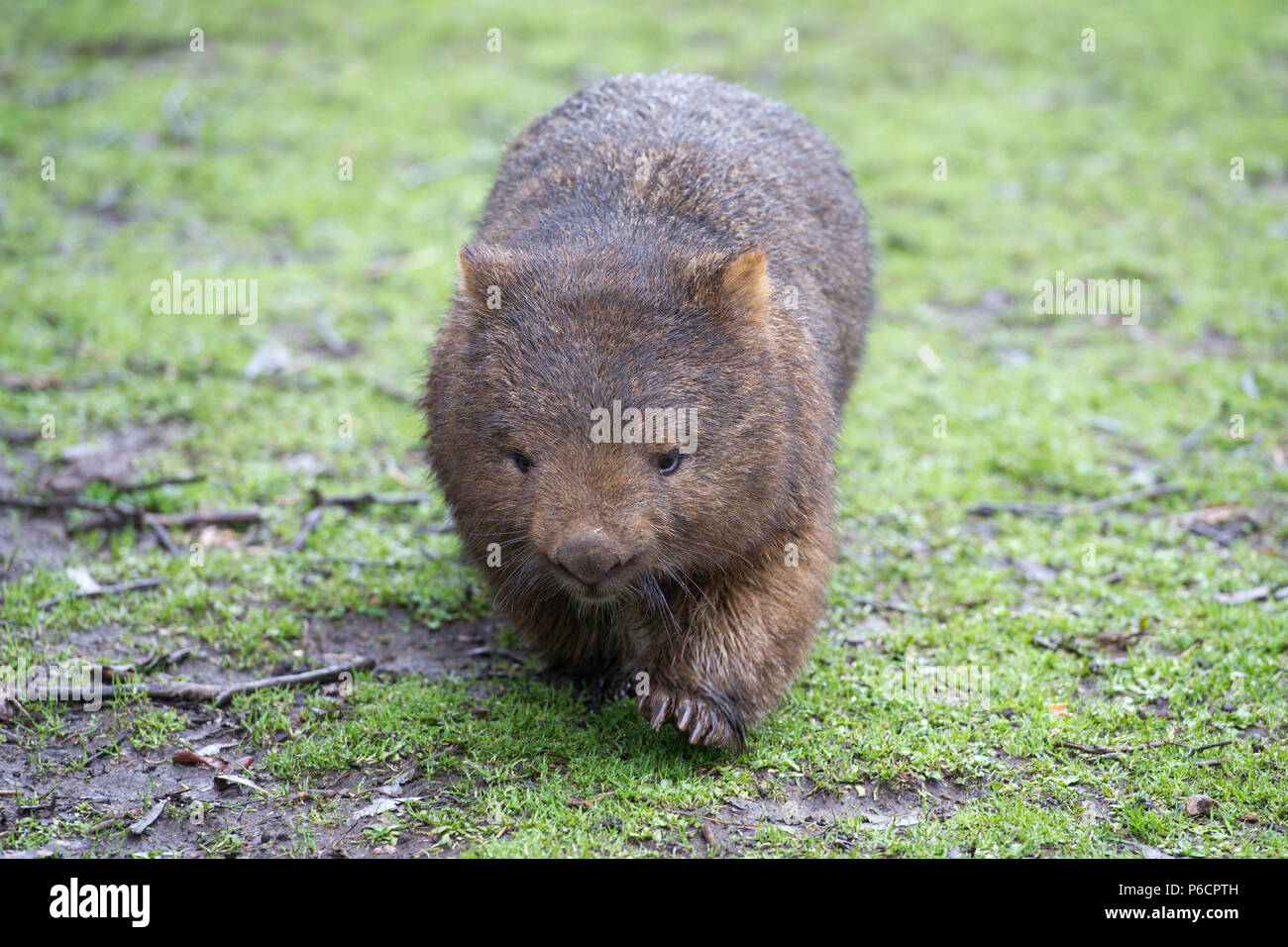 Wombat australia -Fotos und -Bildmaterial in hoher Auflösung – Alamy