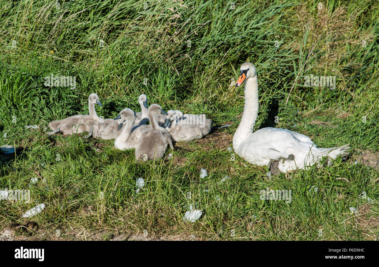 Schwannennest und wild lebende tiere -Fotos und -Bildmaterial in hoher ...