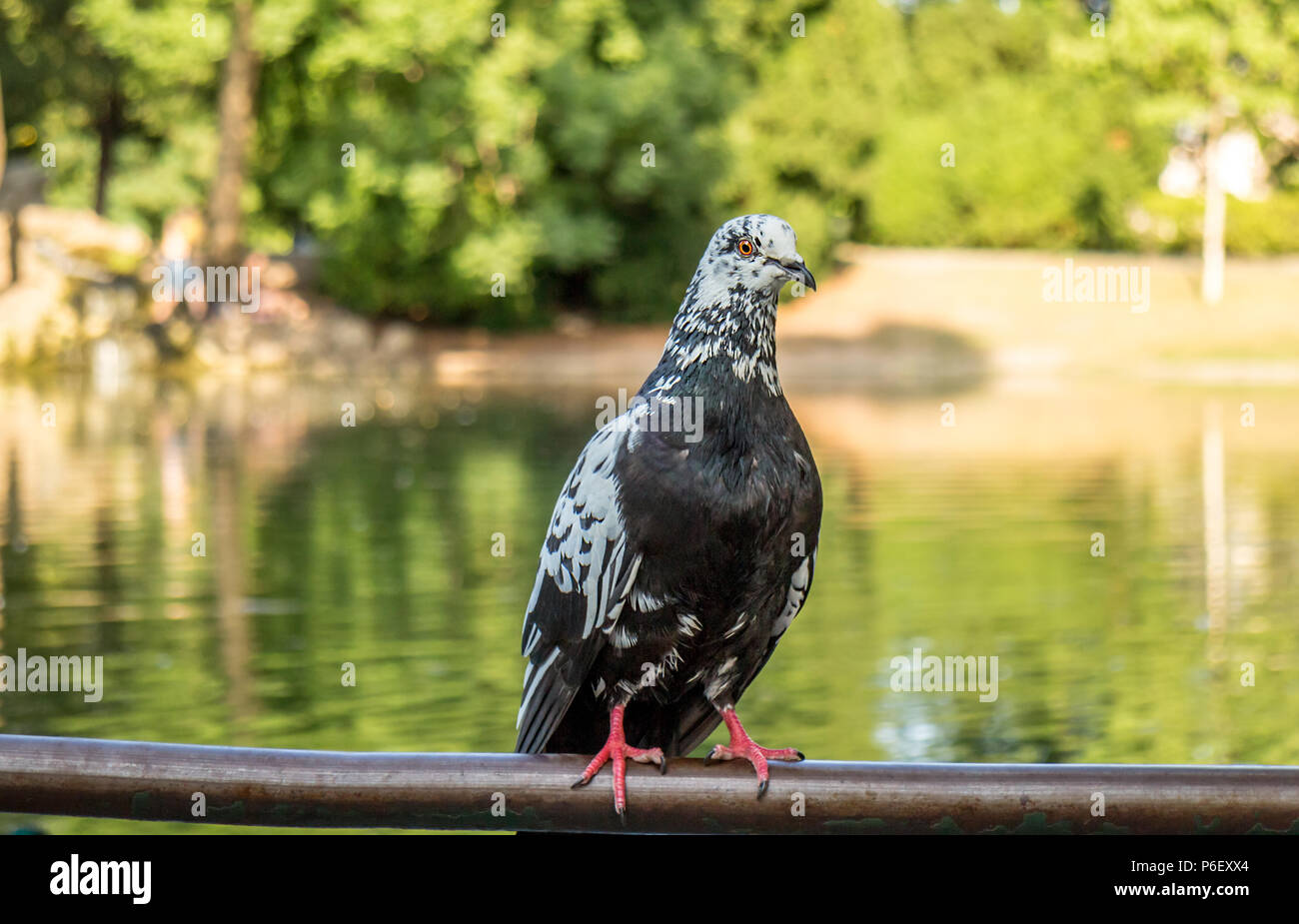 Wildtaube stadttaube columba livia domestica in -Fotos und ...