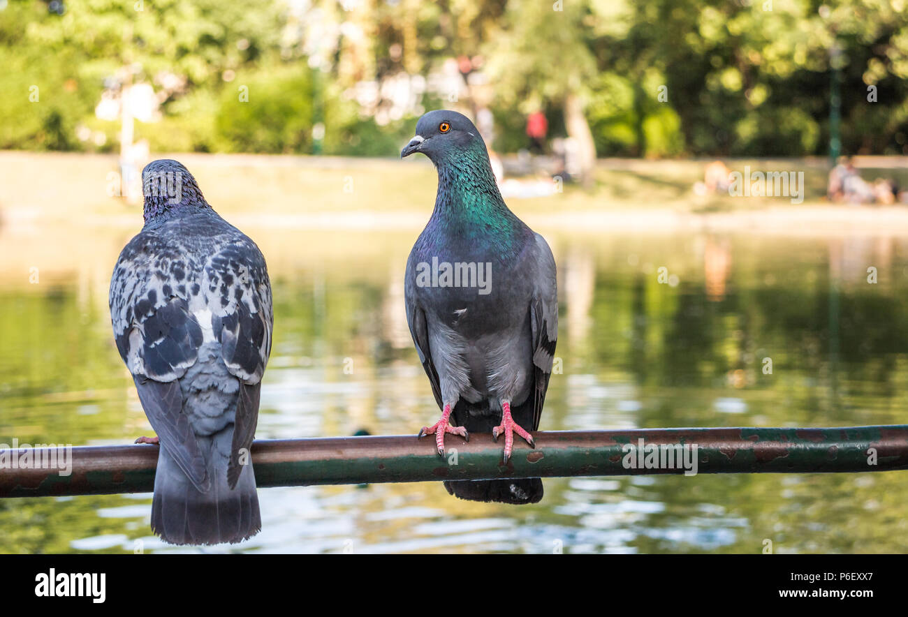 Wildtaube stadttaube columba livia domestica in -Fotos und ...