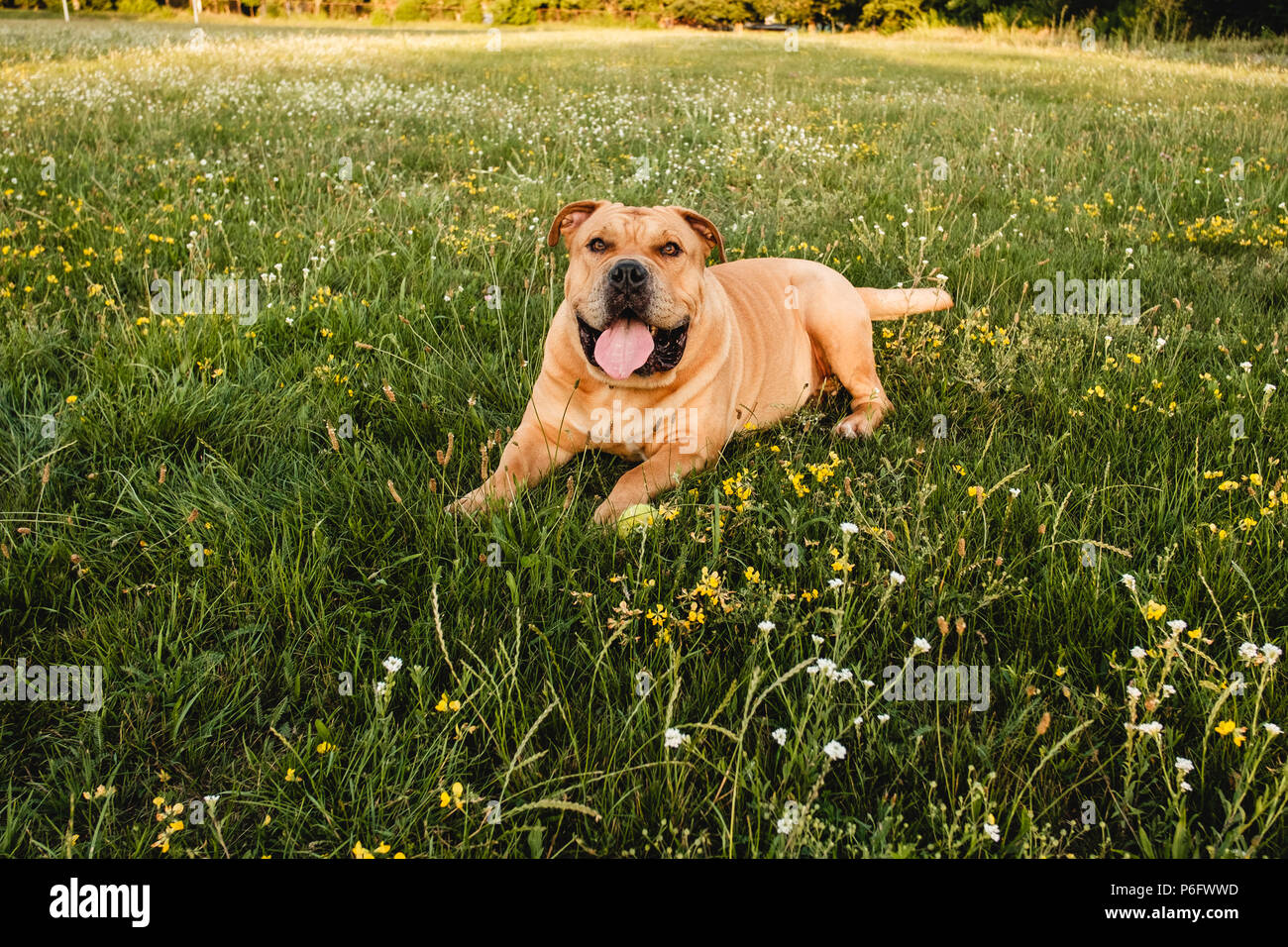 Cane corso -Fotos und -Bildmaterial in hoher Auflösung - Seite 2 - Alamy