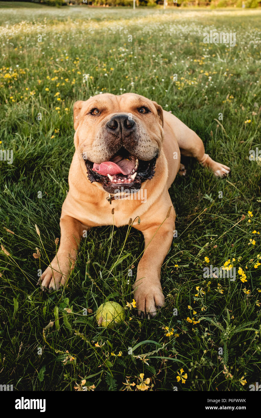 Cane corso -Fotos und -Bildmaterial in hoher Auflösung - Seite 2 - Alamy
