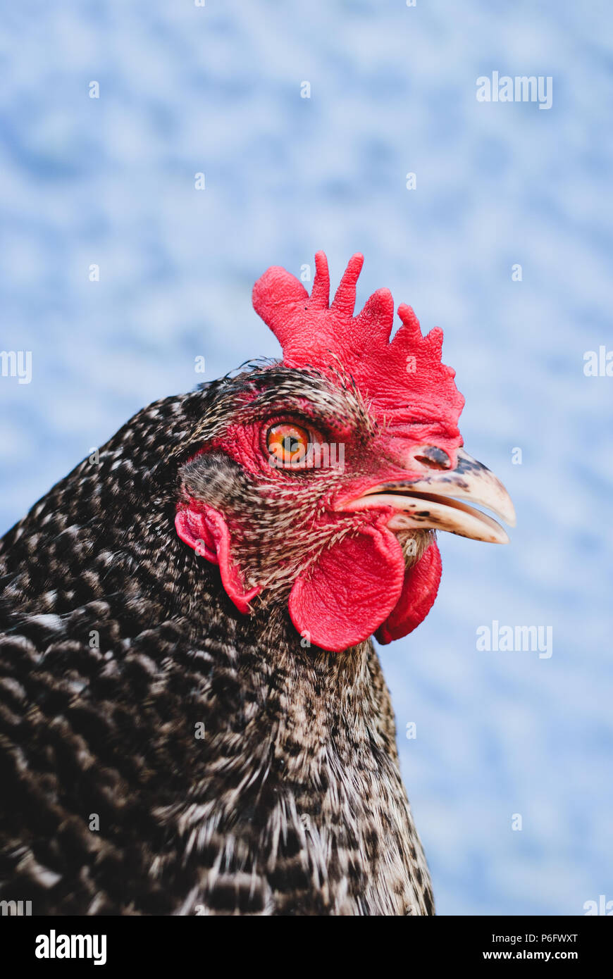 Vogel mit federkamm -Fotos und -Bildmaterial in hoher Auflösung – Alamy