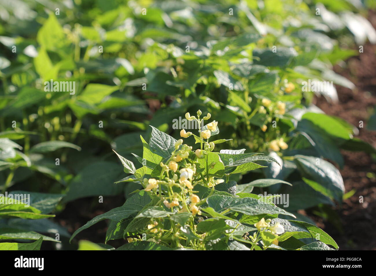 Grüne Bohnen Pflanzen im Gemüsegarten Stockfotografie - Alamy