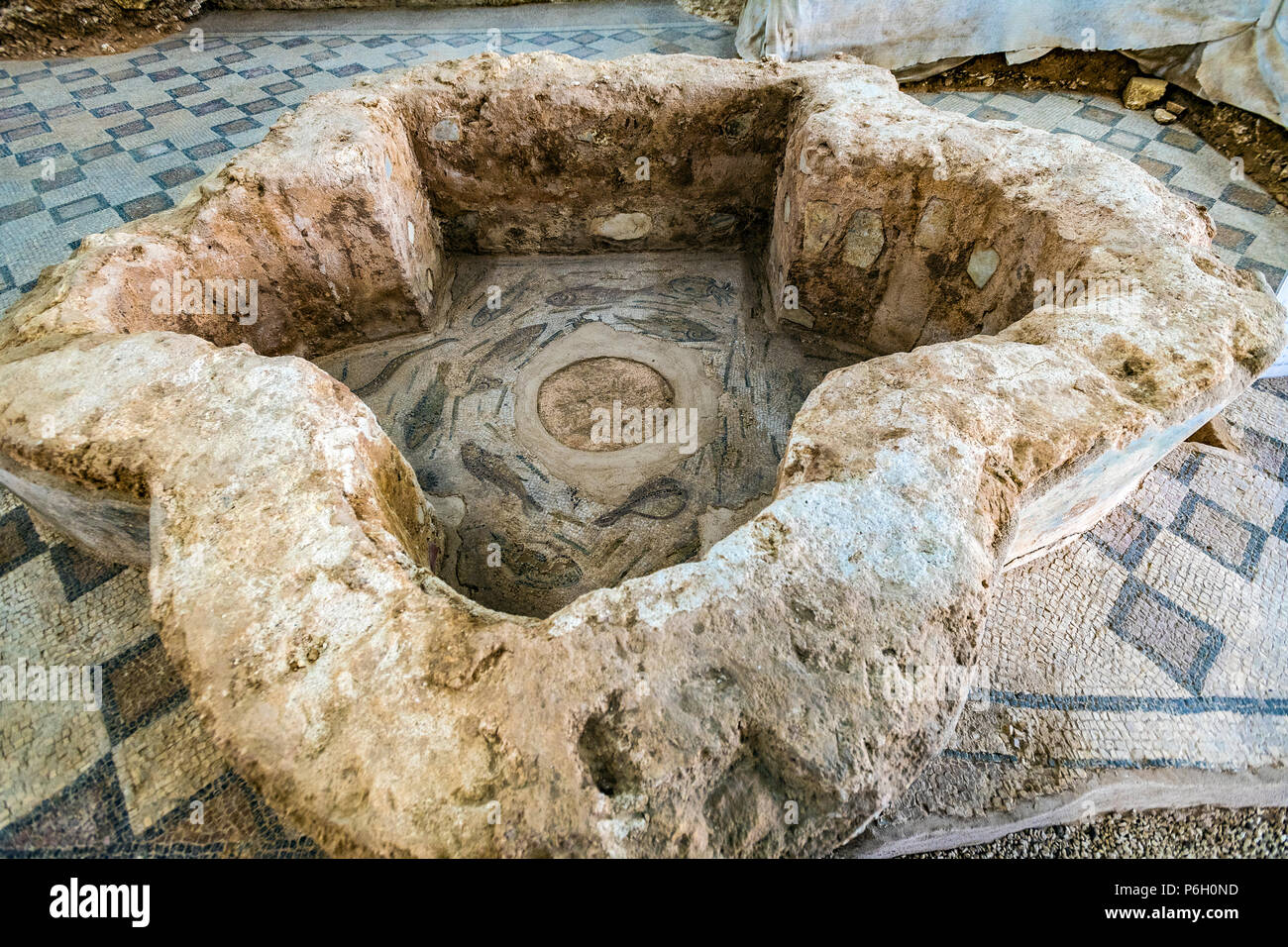 Vasca trilobata -Fotos und -Bildmaterial in hoher Auflösung – Alamy