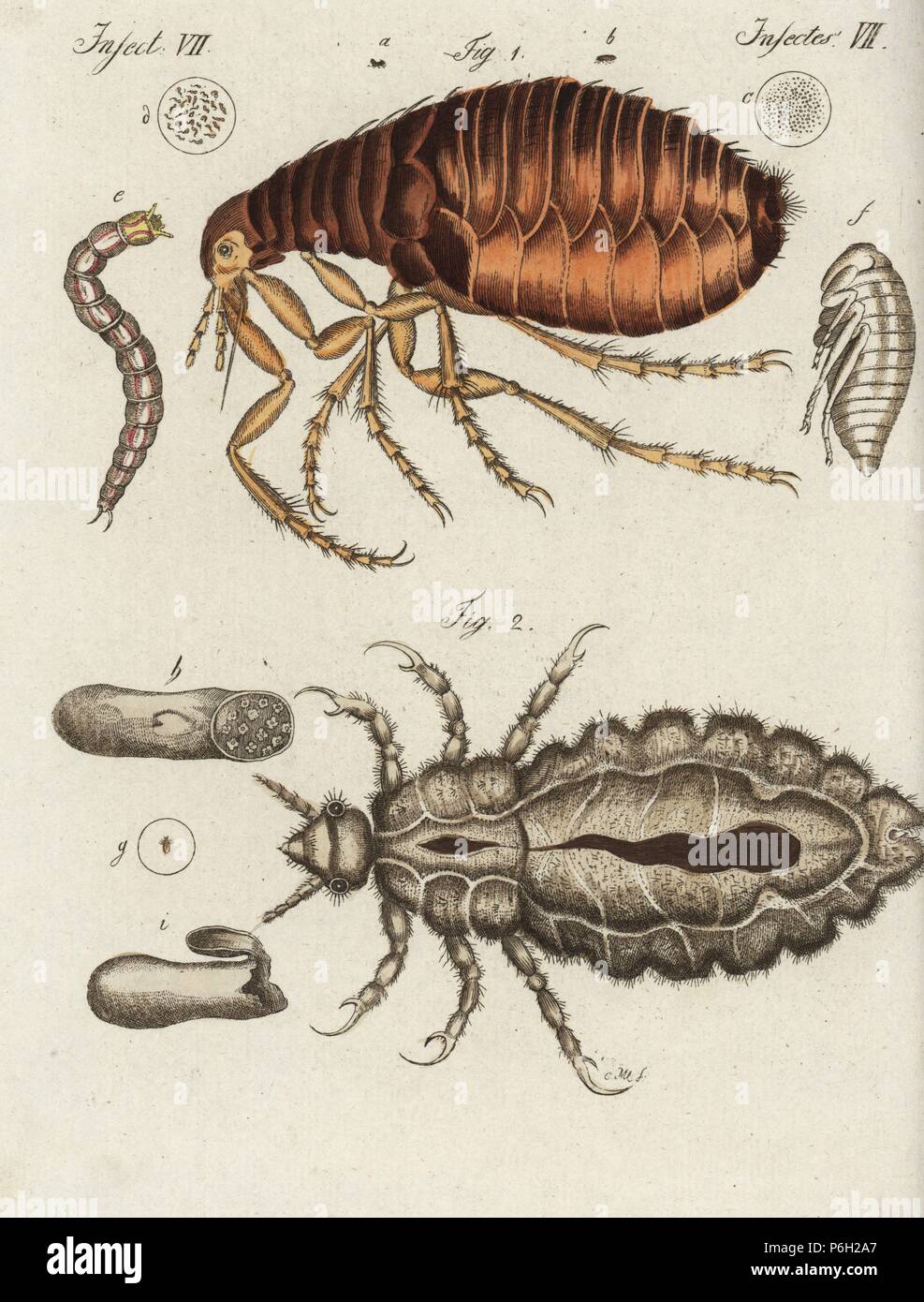 Menschenfloh Pulex Irritans, 1, und die Laus, Pediculus humanus 2 ...