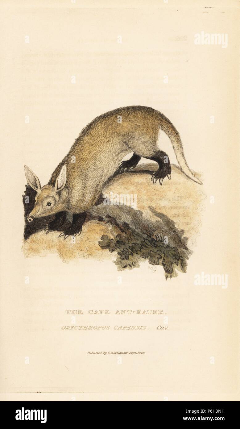 Cape cuvier -Fotos und -Bildmaterial in hoher Auflösung – Alamy