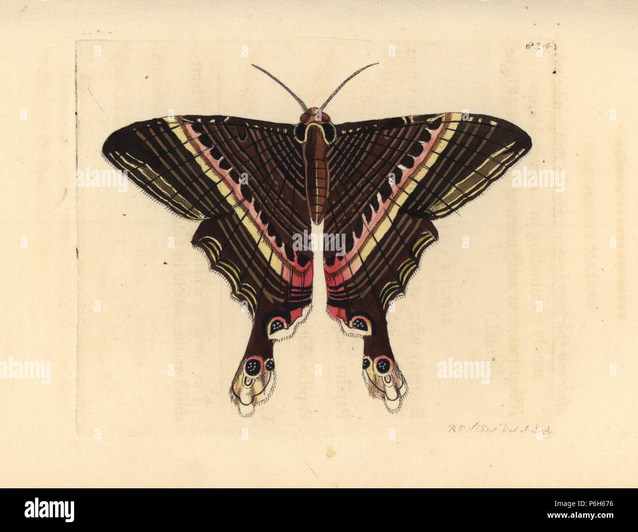 Papilio empedokles -Fotos und -Bildmaterial in hoher Auflösung – Alamy