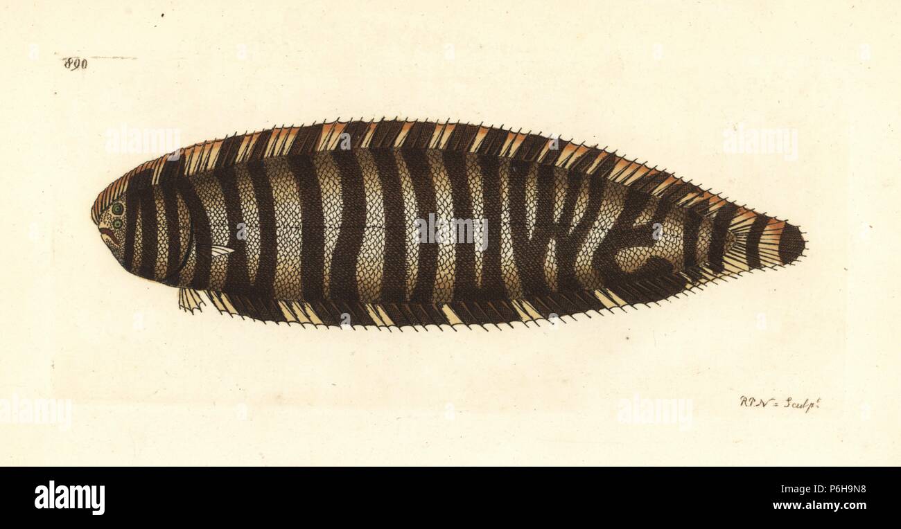 Zebrias zebra -Fotos und -Bildmaterial in hoher Auflösung – Alamy