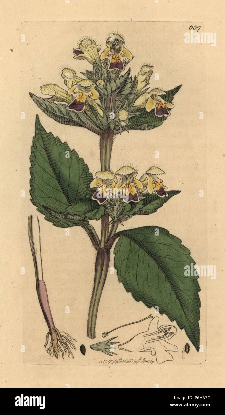 Botanik zeichnung brennessel -Fotos und -Bildmaterial in hoher ...