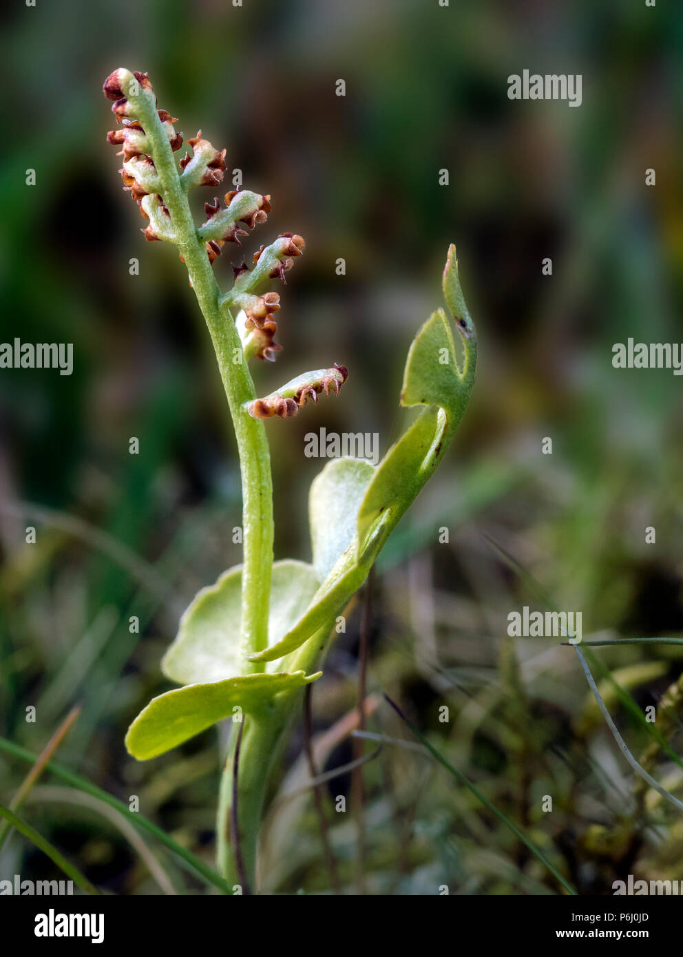 Mondkraut botrychium lunaria -Fotos und -Bildmaterial in hoher ...