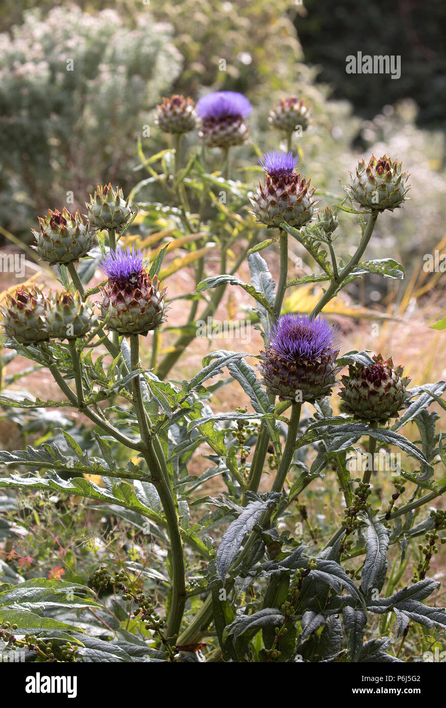 Das blumenemblem von lothringen und von schottland -Fotos und ...