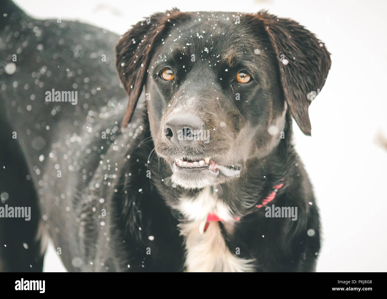 Mischling Border Collie Labrador