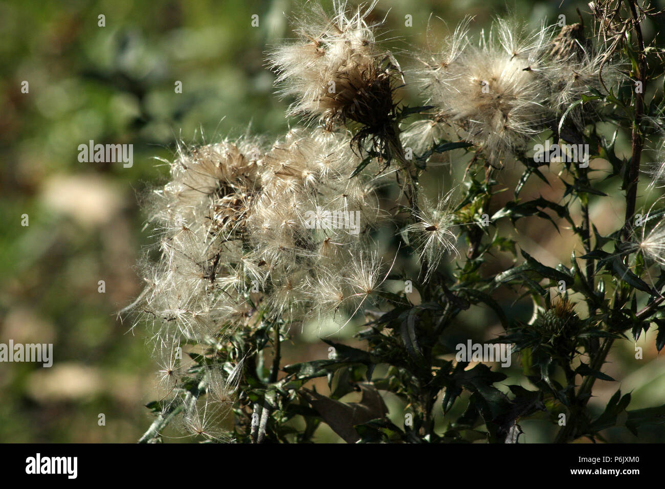 Leicht wie distel -Fotos und -Bildmaterial in hoher Auflösung – Alamy