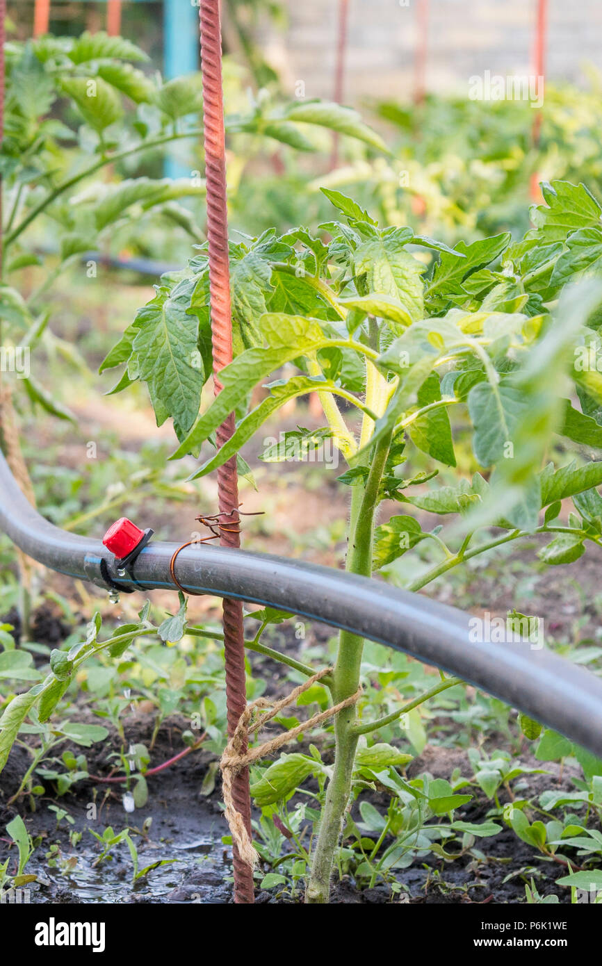 Tropfbewässerung auf dem Bett. Setzlinge vorbereitet für den Anbau von ...